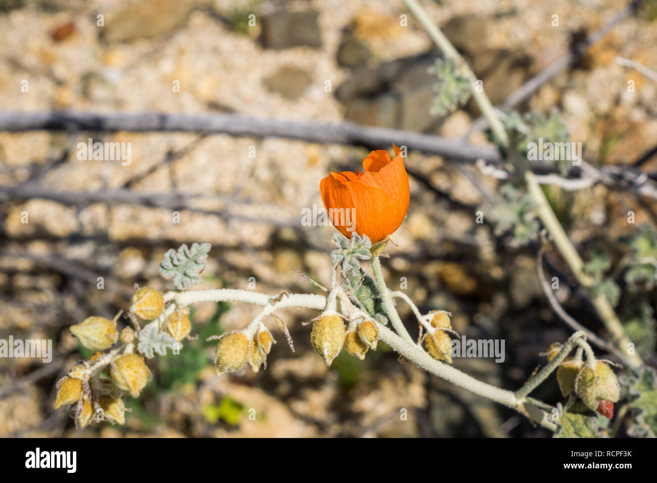 Desert Globemallow (Sphaeralcea ambigua) blooming in Joshua Tree ...