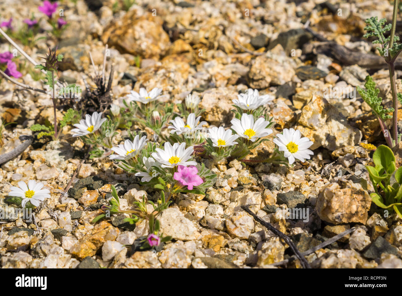 Desert star flowers hi-res stock photography and images - Alamy