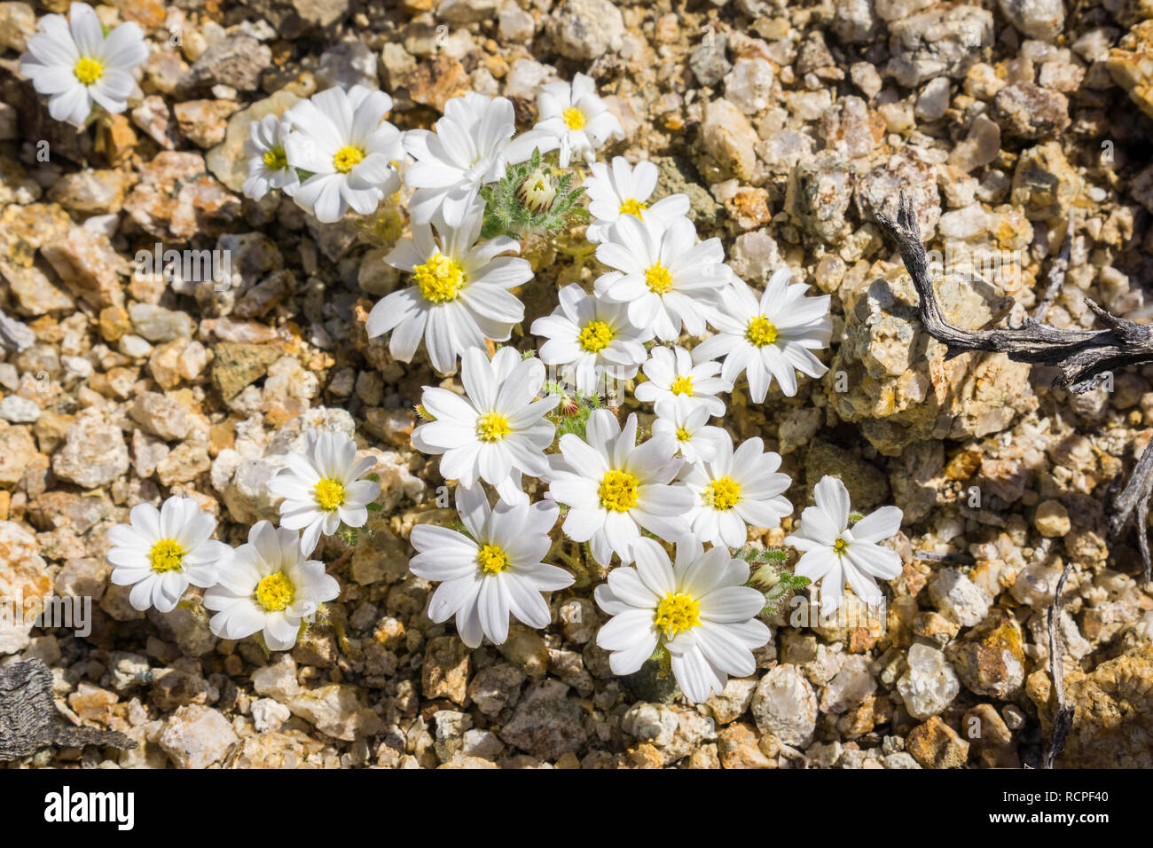 Desert star flowers hi-res stock photography and images - Alamy