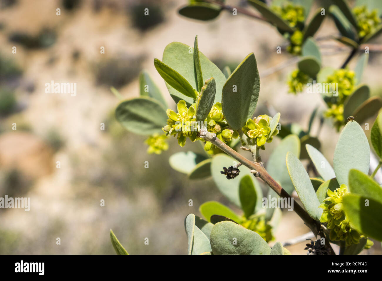 Quinine tree hi-res stock photography and images - Alamy