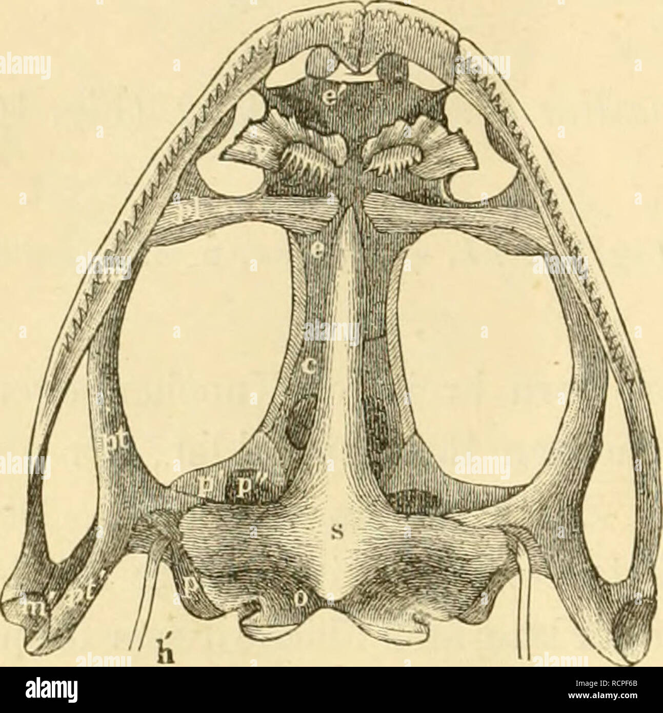 Anatomie bein hi-res stock photography and images - Alamy