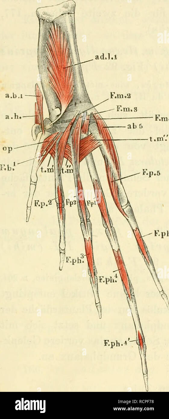 Os du doigt hi-res stock photography and images - Alamy