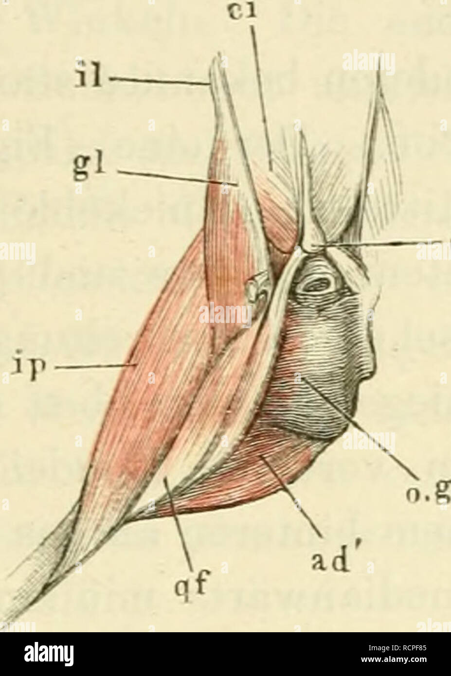 Anatomie des unterschenkels hi-res stock photography and images - Alamy