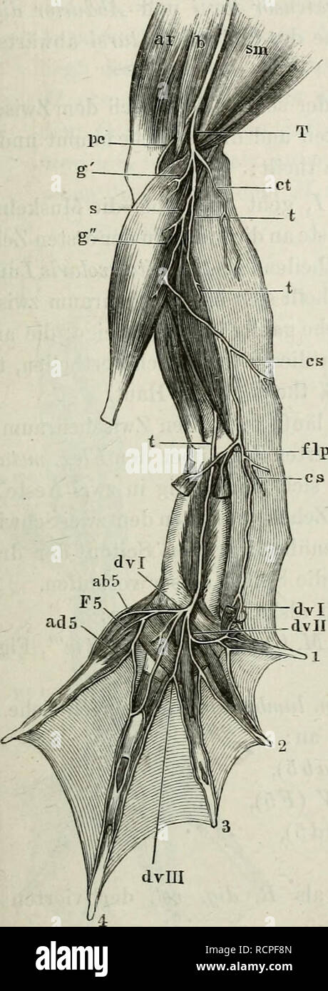 Nervus suralis hi-res stock photography and images - Alamy