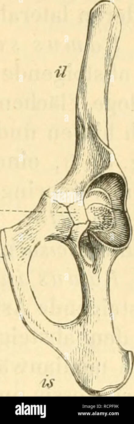 Knochen der unteren extremität hi-res stock photography and images - Alamy