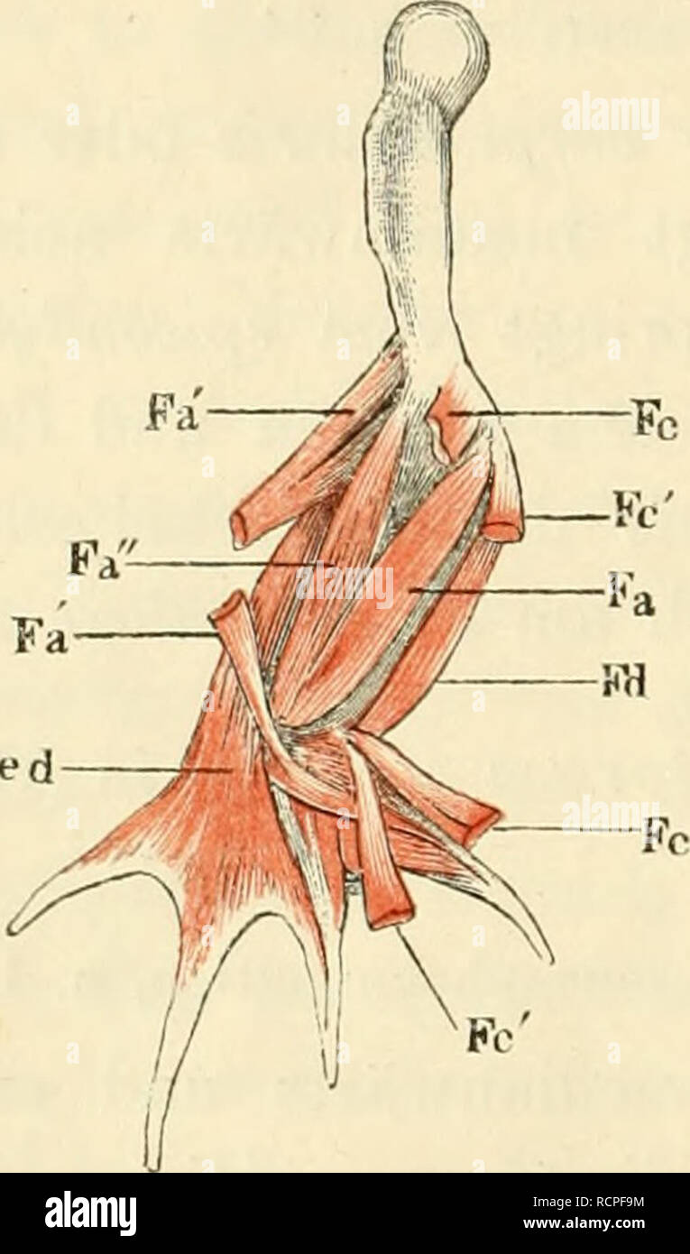 M extensor digitorum communis hi-res stock photography and images - Alamy