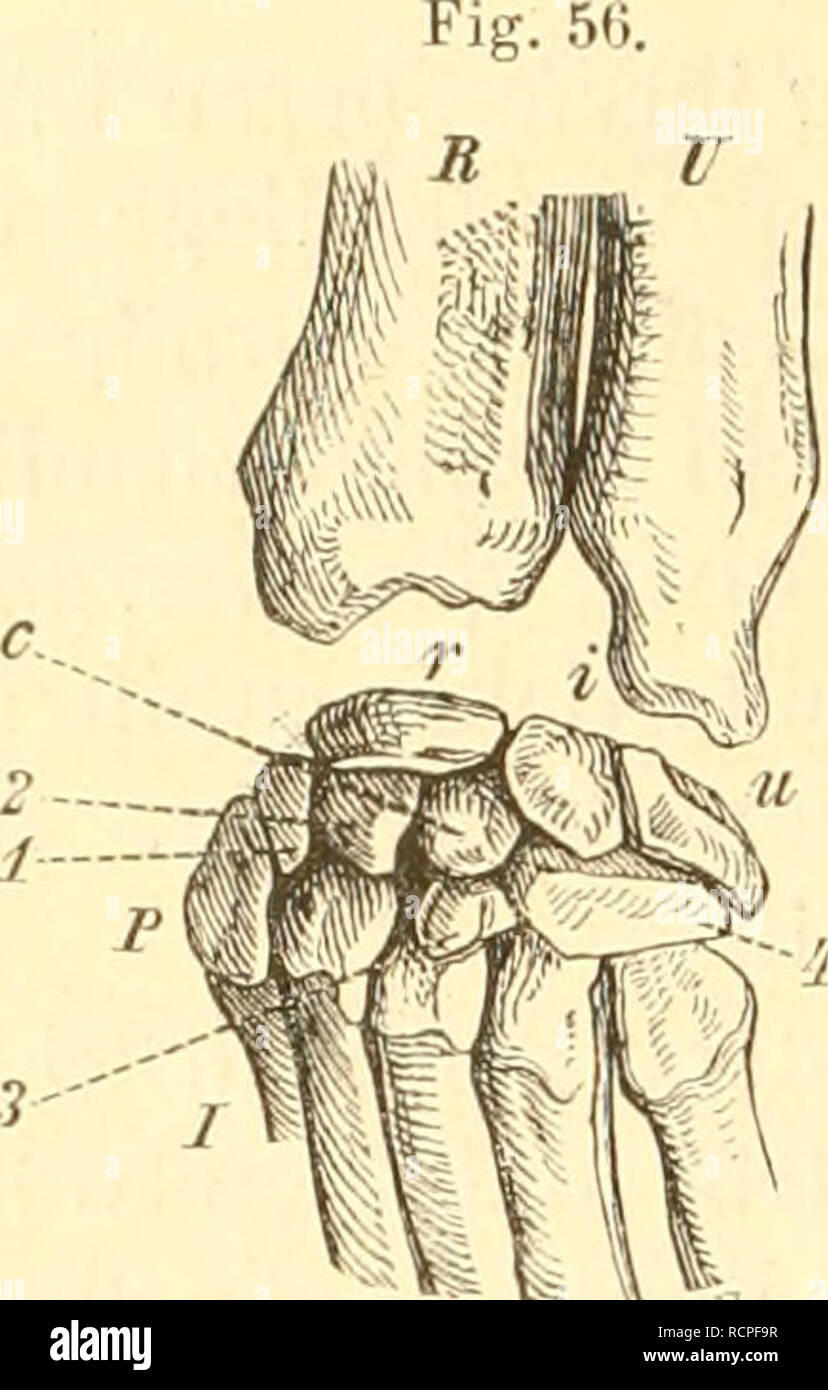 Ossa carpi hi-res stock photography and images - Alamy