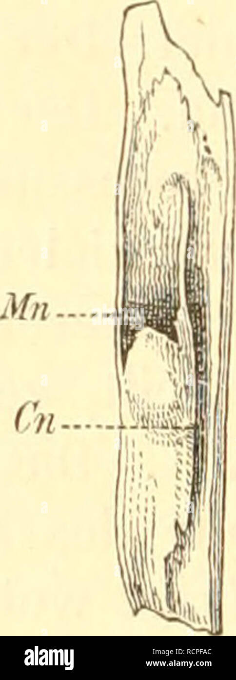 . Die Anatomie des Kaninschens in topographischer und operativer ...