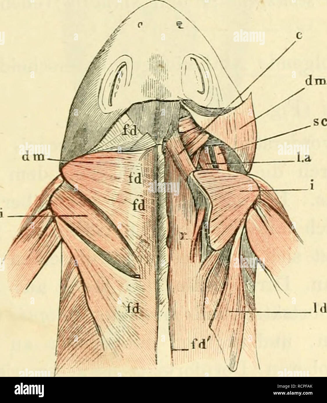 Latissimus dorsi muskel hi-res stock photography and images - Alamy