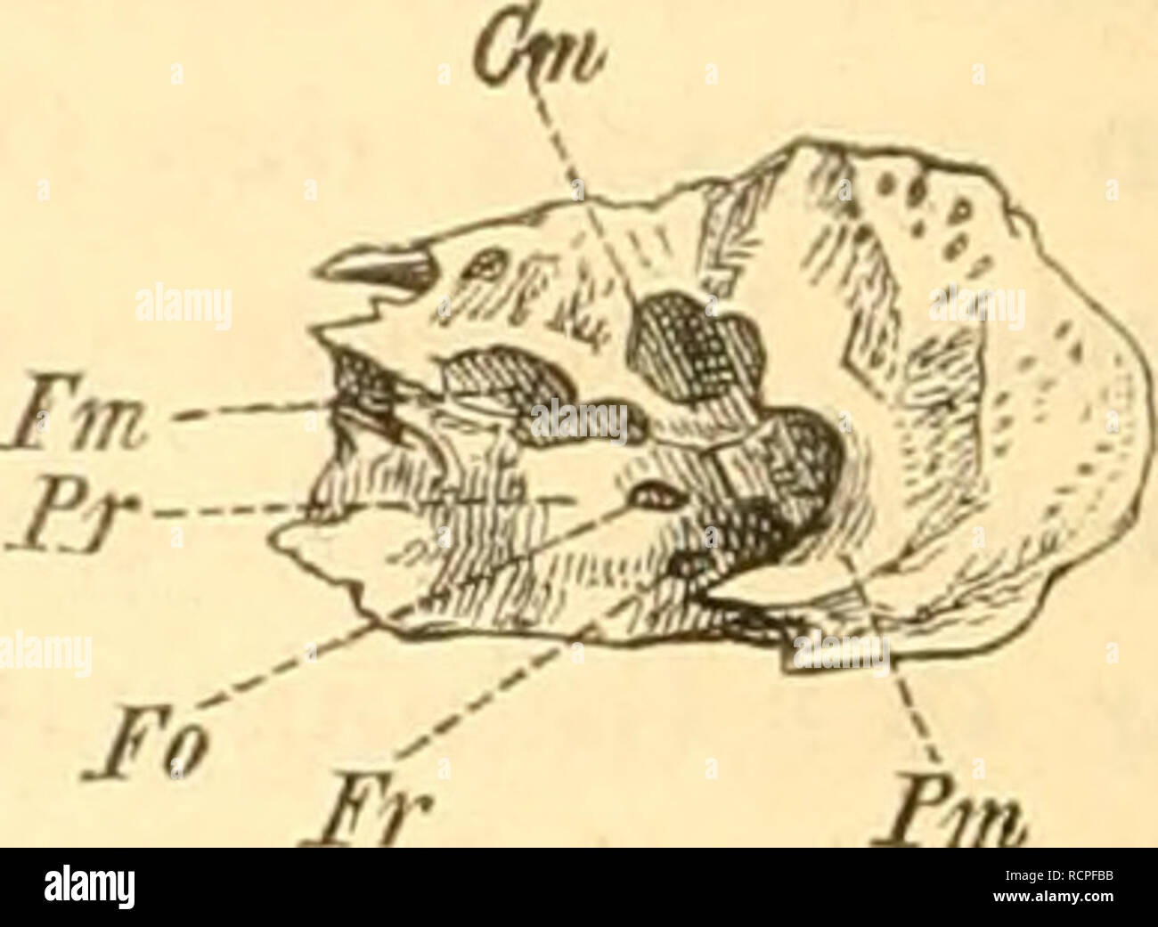 Bulla tympani hi-res stock photography and images - Alamy