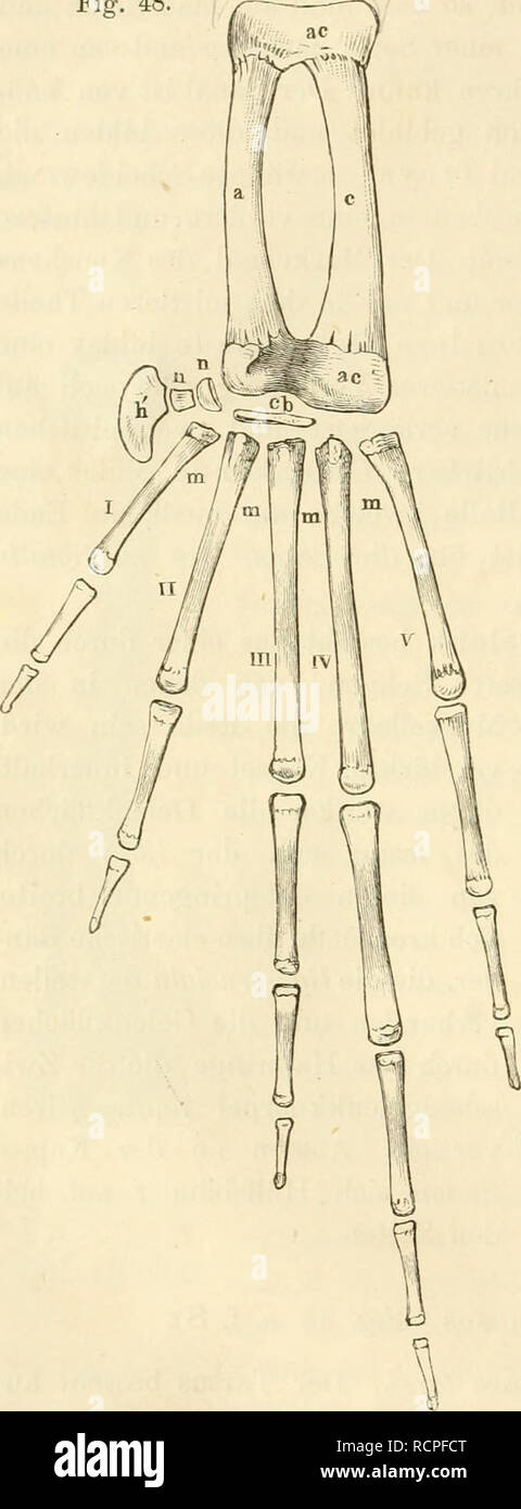 Ossa metatarsi hi-res stock photography and images - Alamy