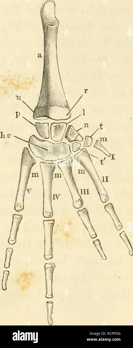 Ulna anatomie hi-res stock photography and images - Alamy