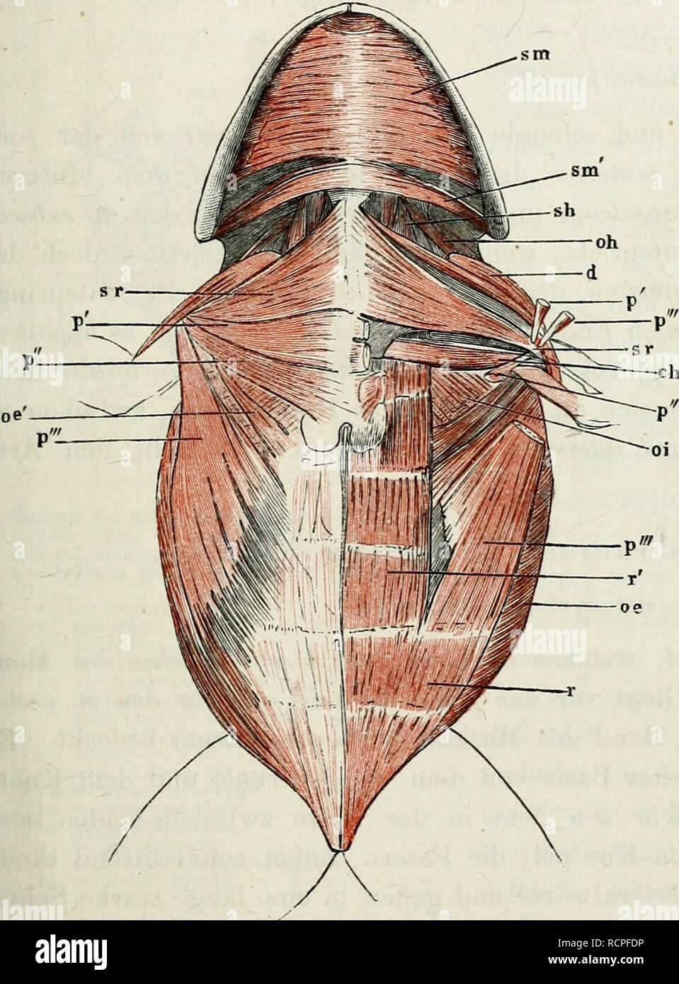 Brustmuskeln High Resolution Stock Photography and Images - Alamy