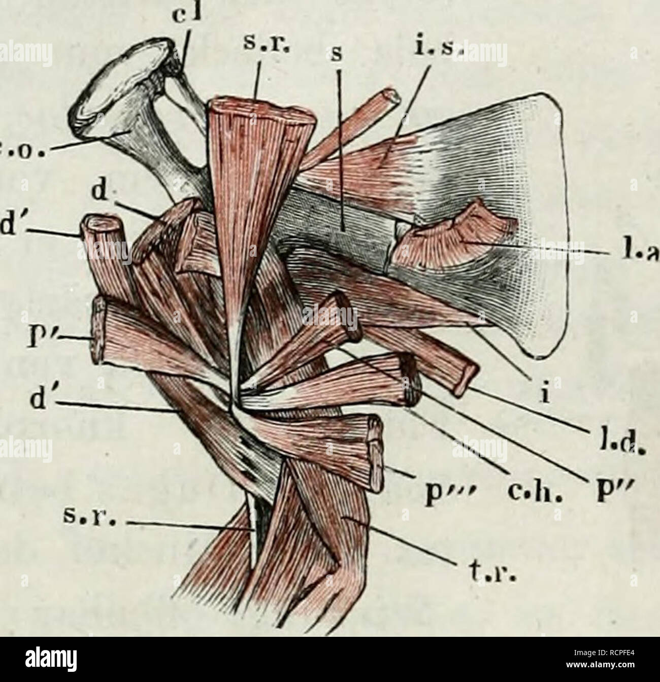 . Die Anatomie des Frosches : ein Handbuch,. 92 Muskeln des ...