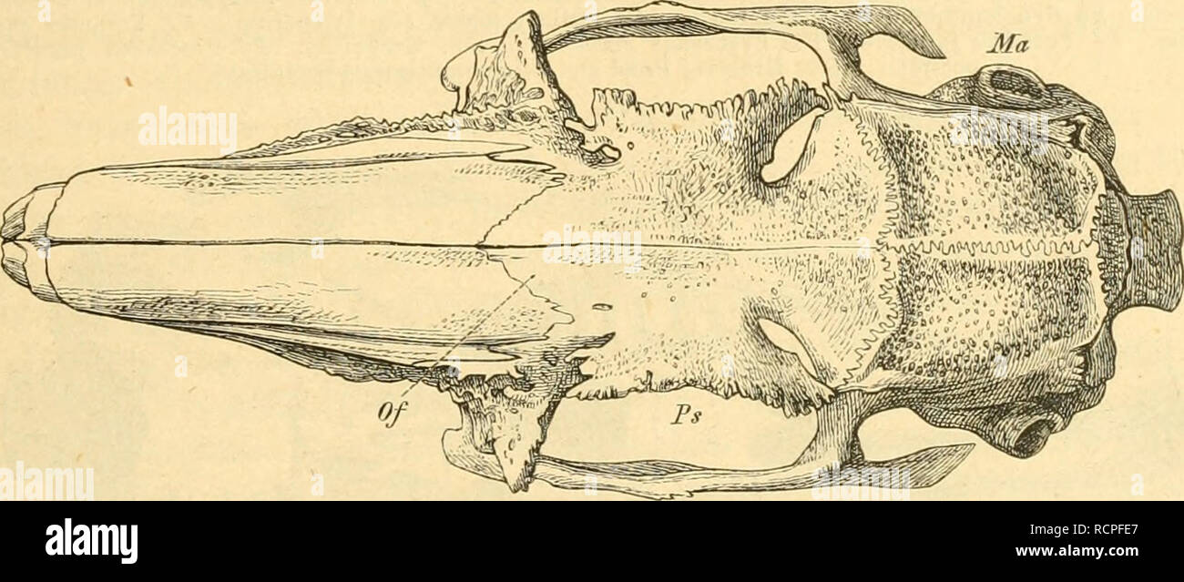 Os frontalis hi-res stock photography and images - Alamy