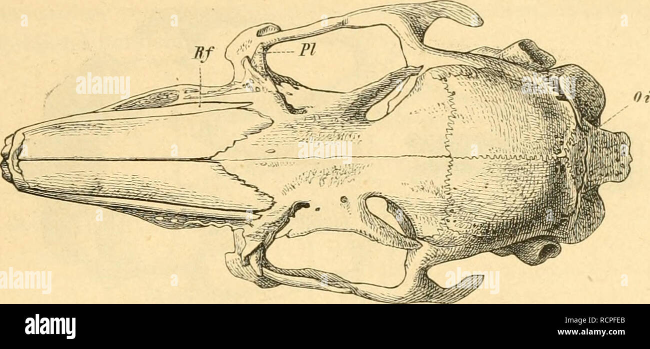 Os frontalis hi-res stock photography and images - Alamy