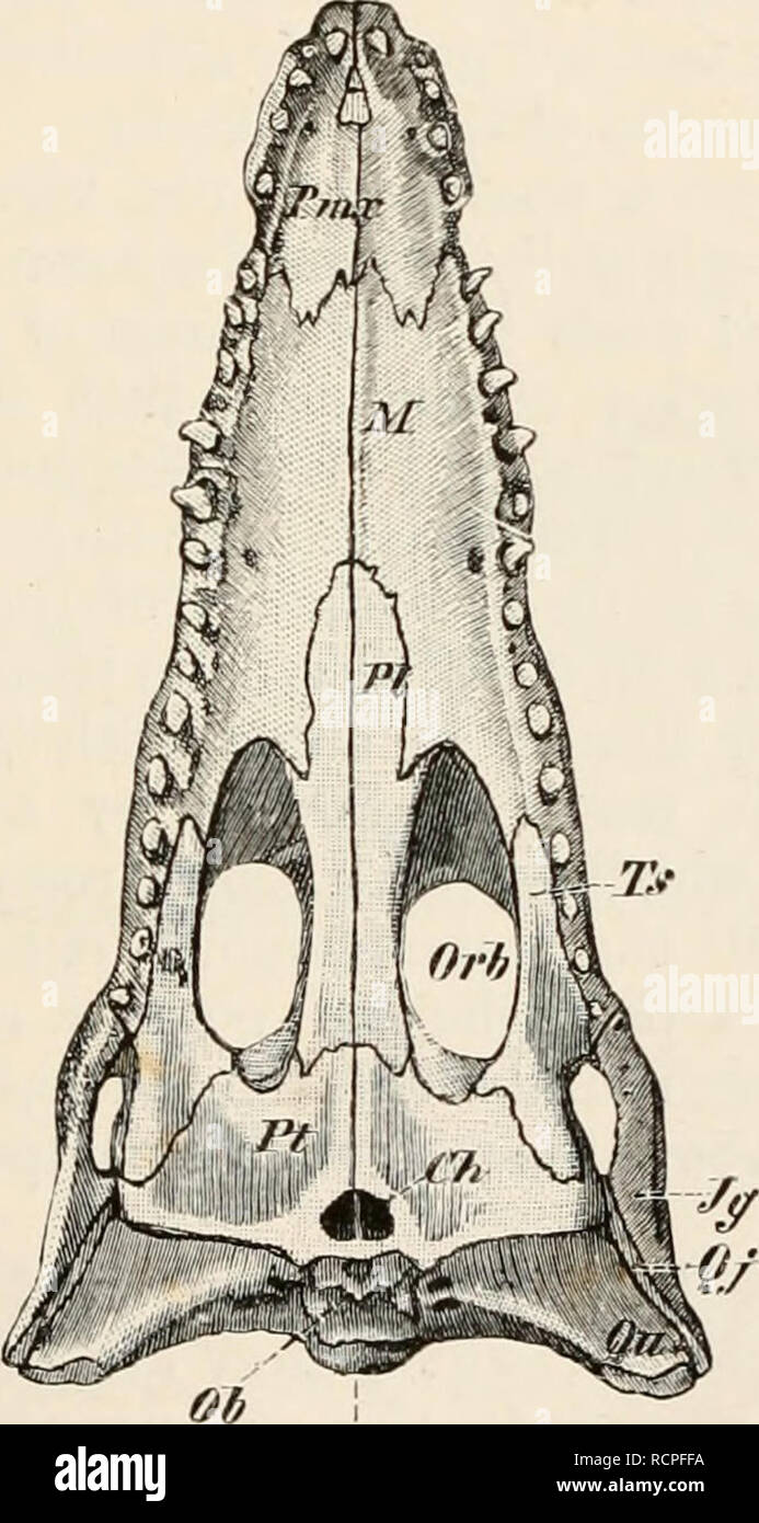 . Elements of the comparative anatomy of vertebrates. Anatomy ...