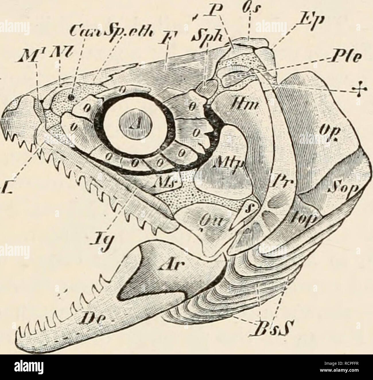 . Elements of the comparative anatomy of vertebrates. Anatomy ...