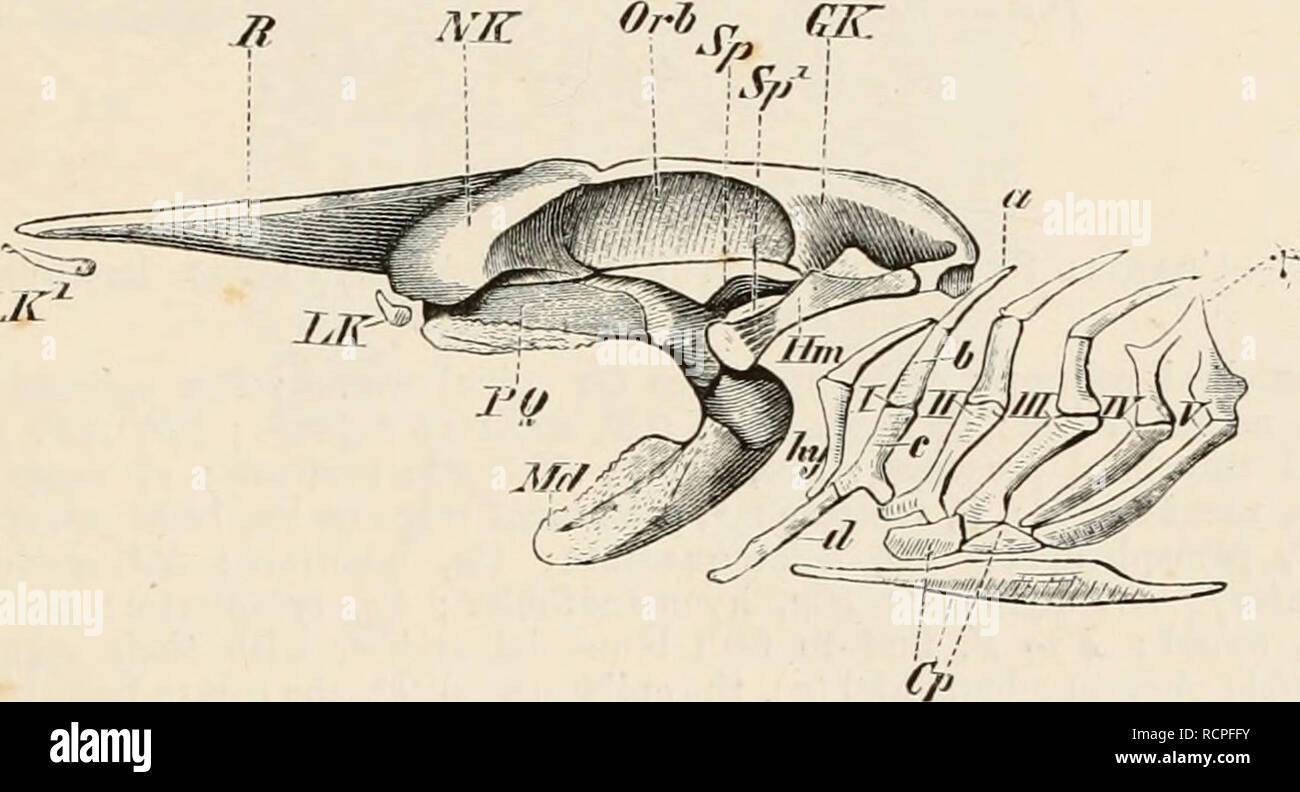 Holocephali High Resolution Stock Photography and Images - Alamy