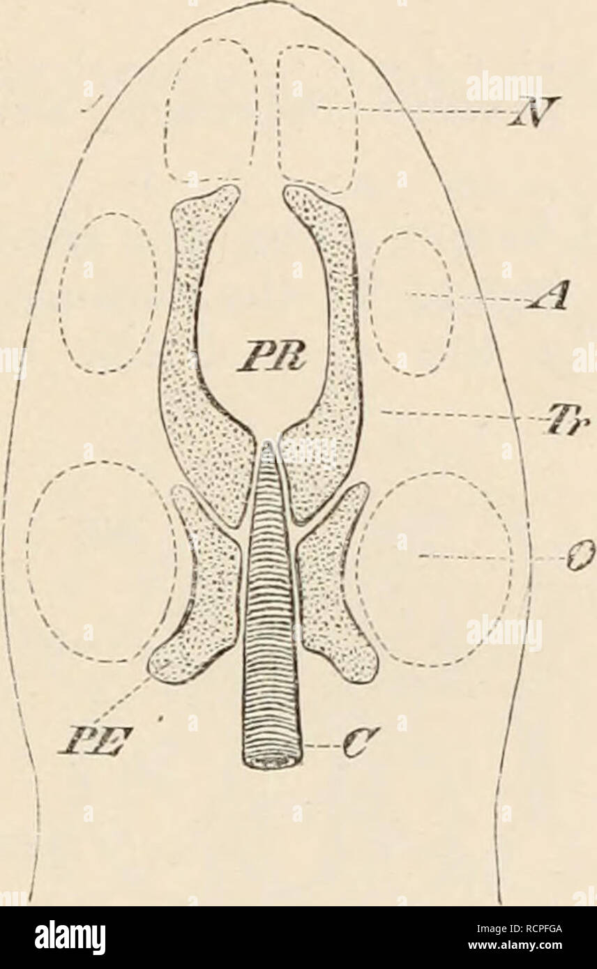 . Elements of the comparative anatomy of vertebrates. Anatomy ...