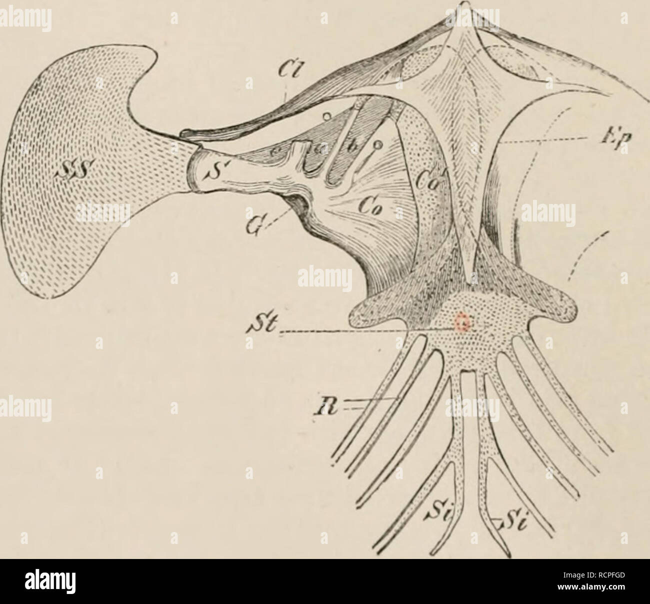 . Elements of the comparative anatomy of vertebrates. Anatomy ...