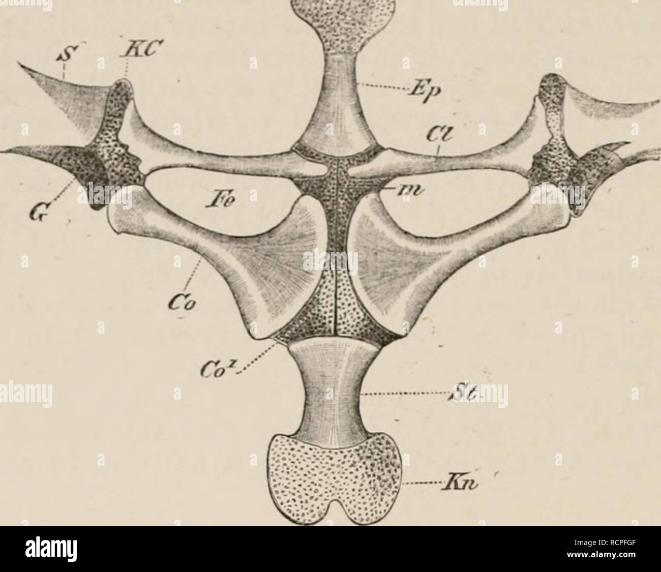 . Elements of the comparative anatomy of vertebrates. Anatomy ...