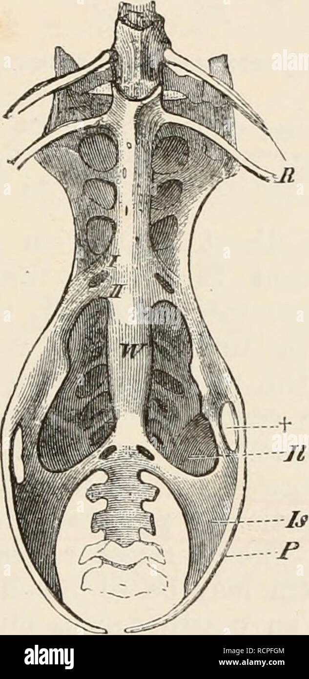 . Elements of the comparative anatomy of vertebrates. Anatomy ...