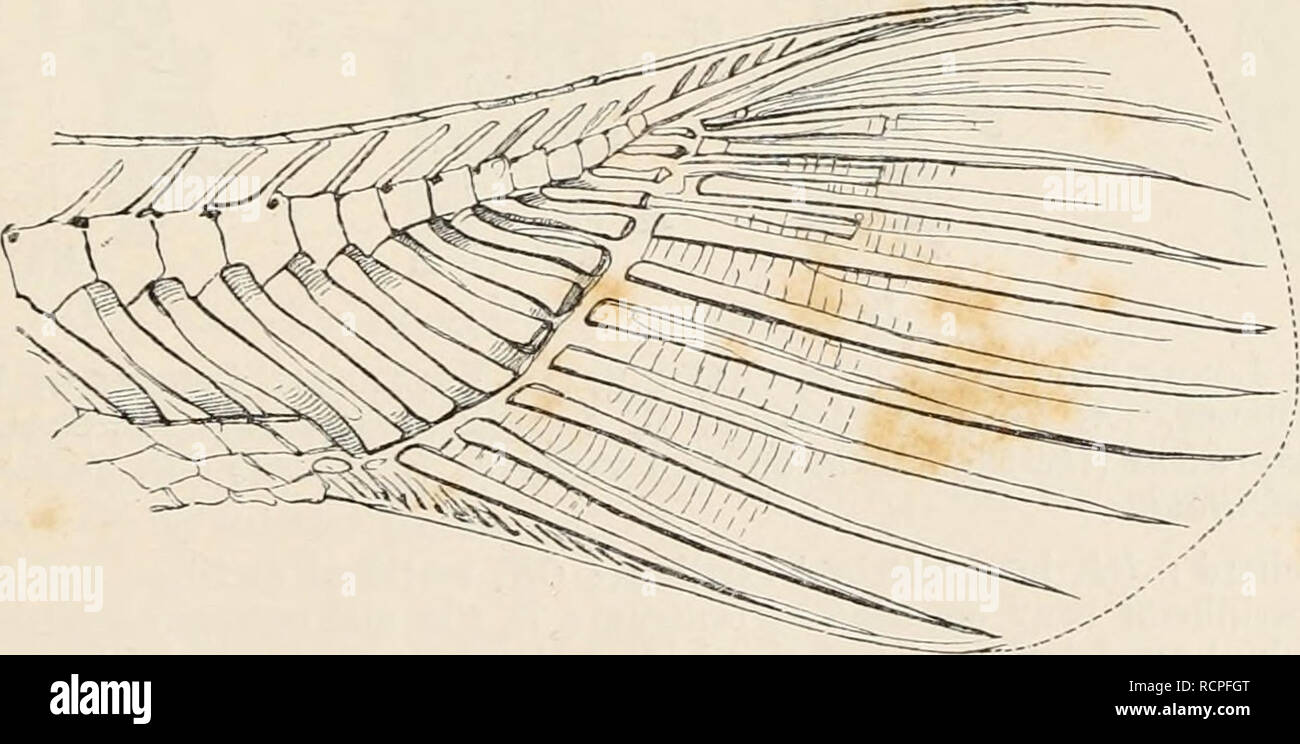 . Elements of the comparative anatomy of vertebrates. Anatomy ...