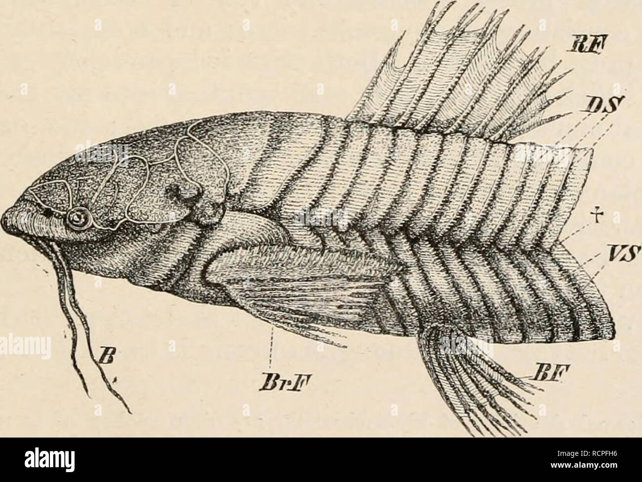 . Elements of the comparative anatomy of vertebrates. Anatomy ...