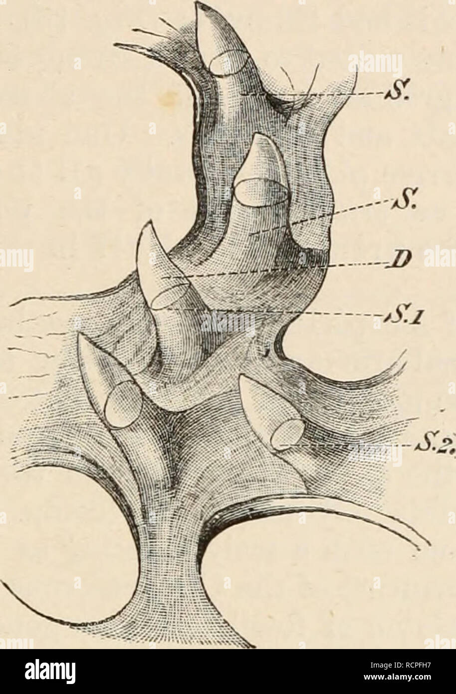 . Elements of the comparative anatomy of vertebrates. Anatomy ...