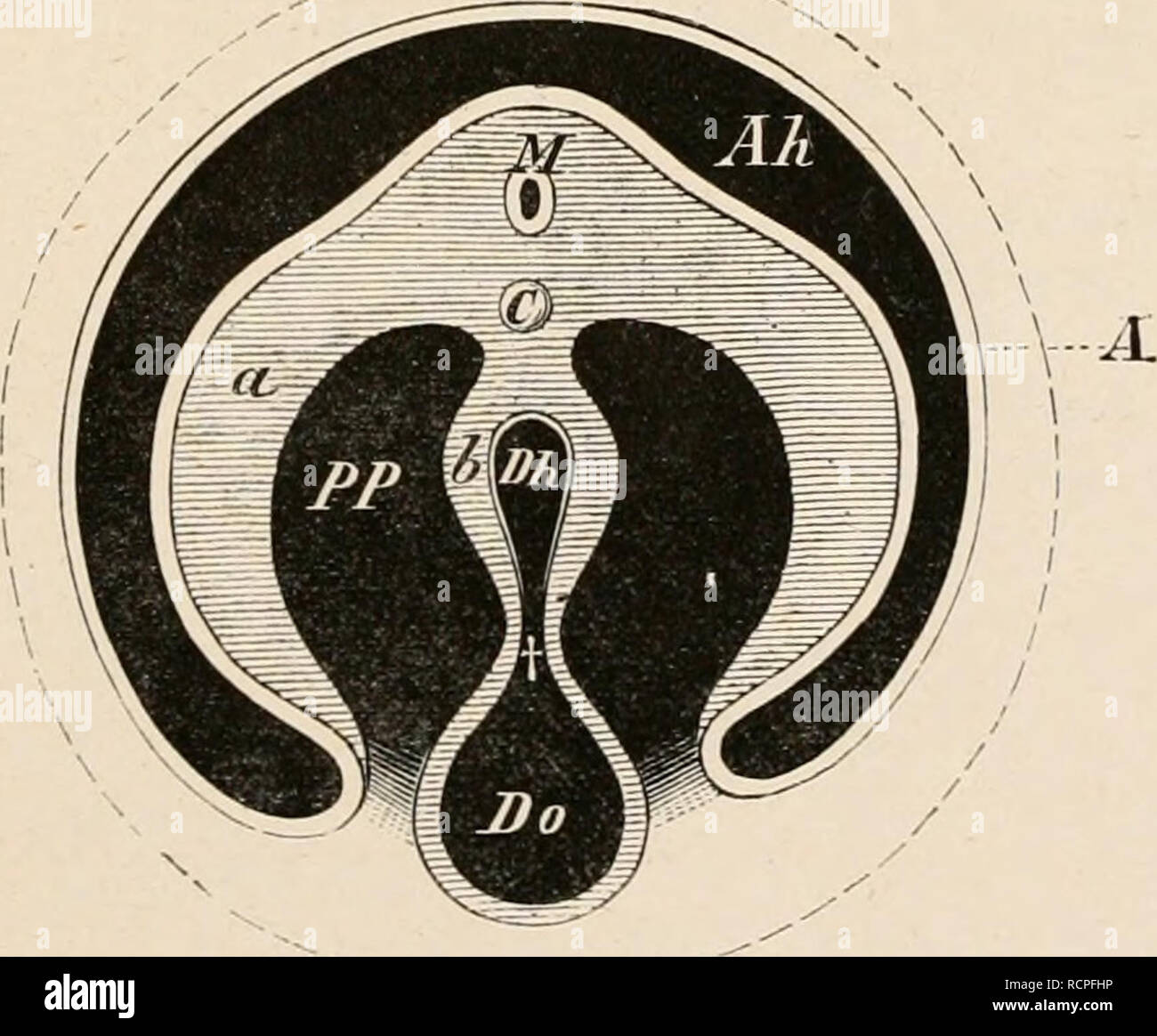 . Elements of the comparative anatomy of vertebrates. Anatomy ...
