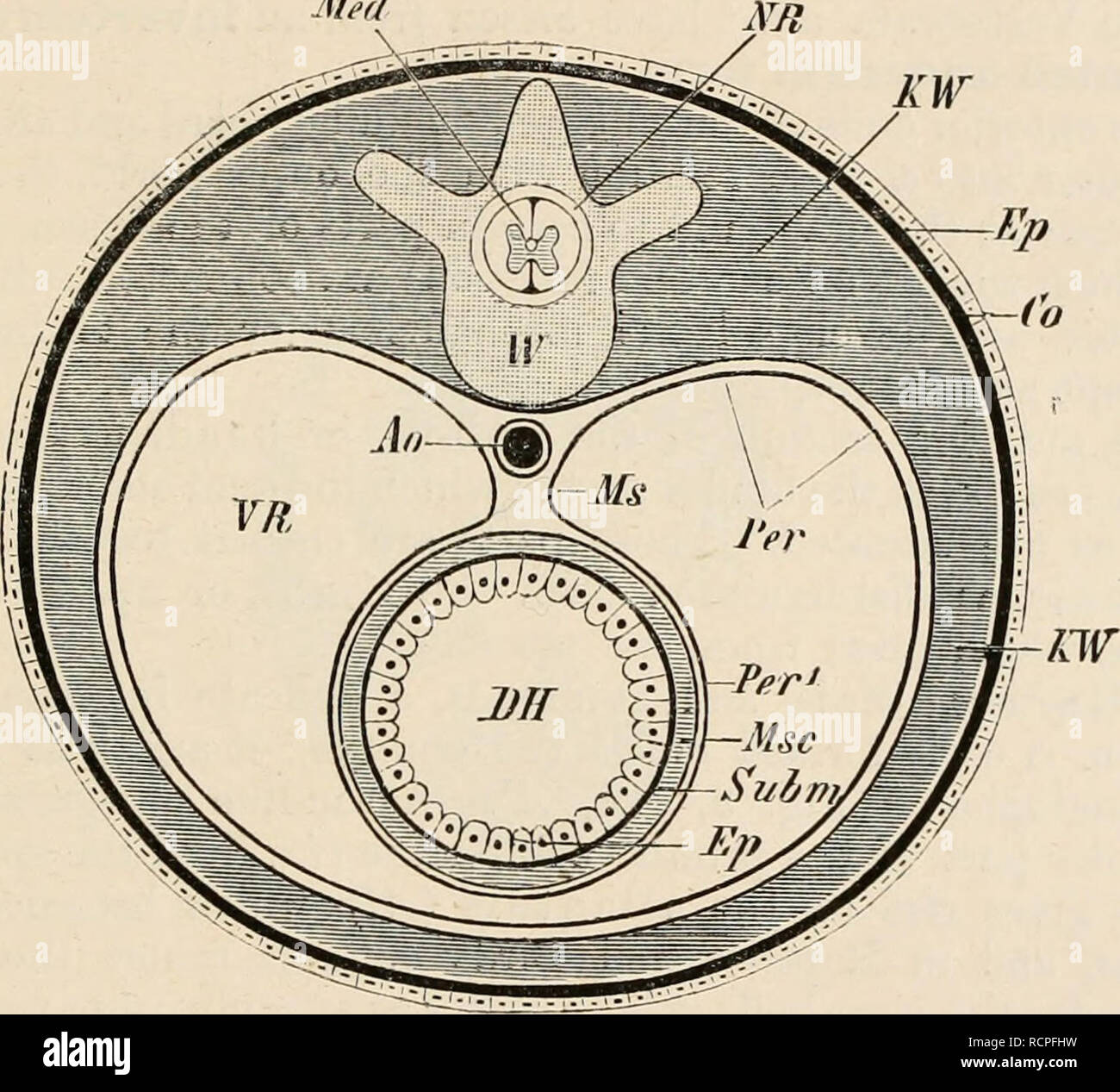 . Elements of the comparative anatomy of vertebrates. Anatomy ...