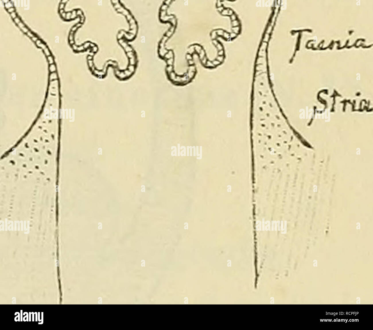 Stria terminalis hi-res stock photography and images - Alamy