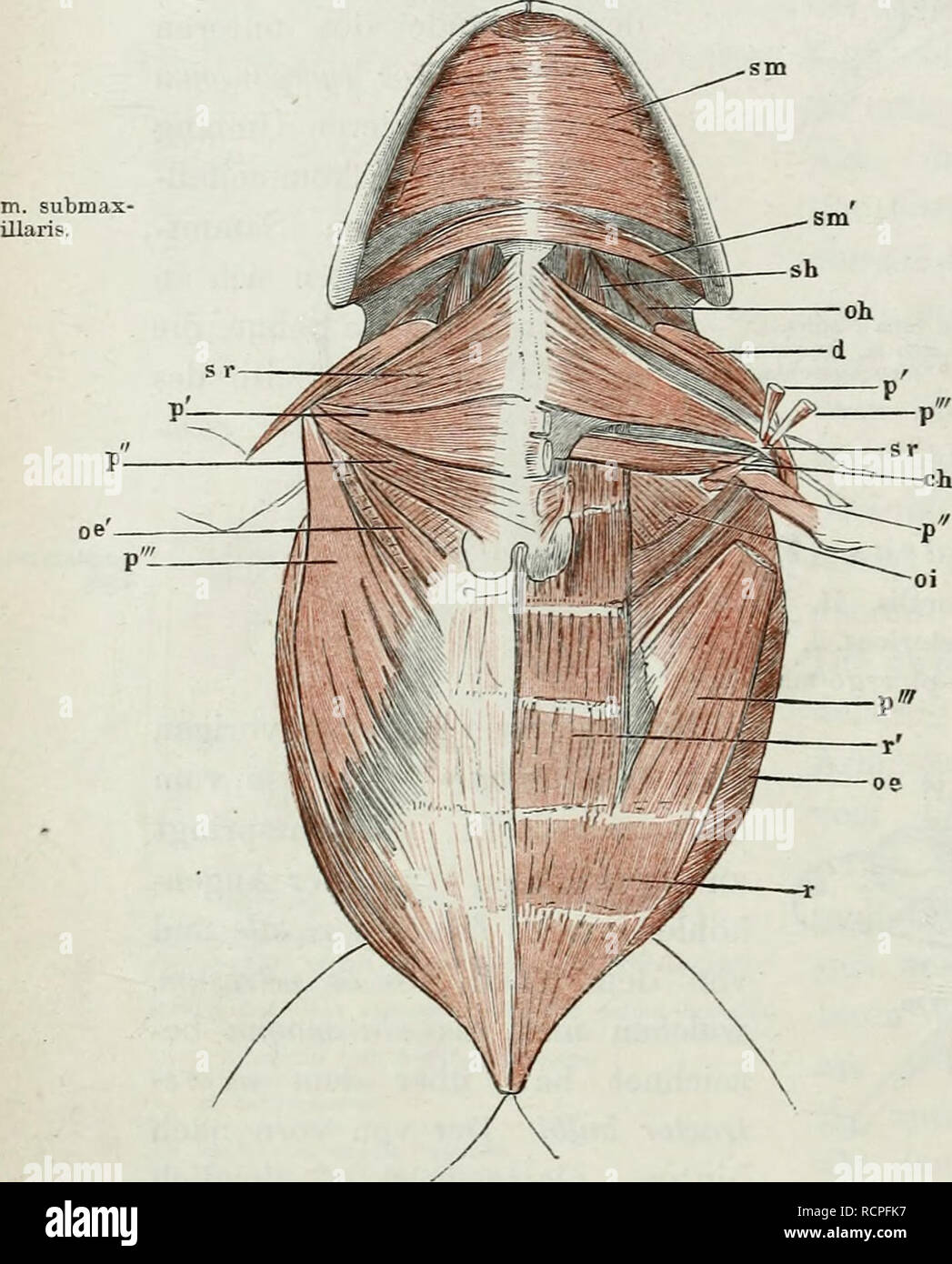 Mund anatomie hi-res stock photography and images - Alamy