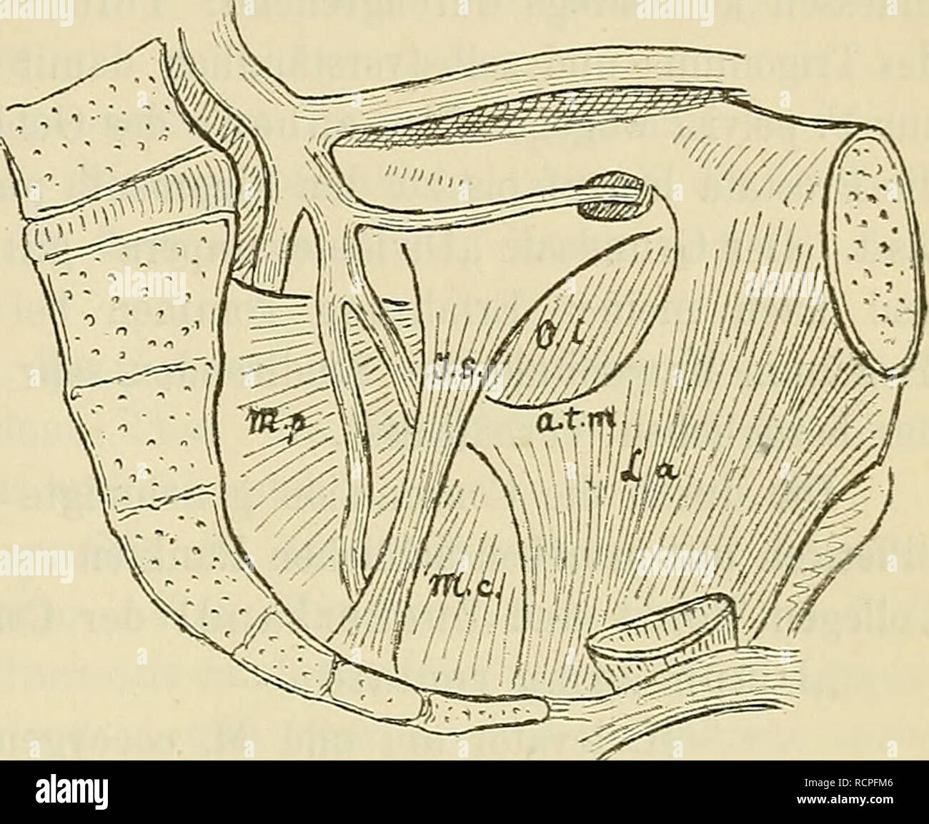 Linea anatomica hi-res stock photography and images - Alamy
