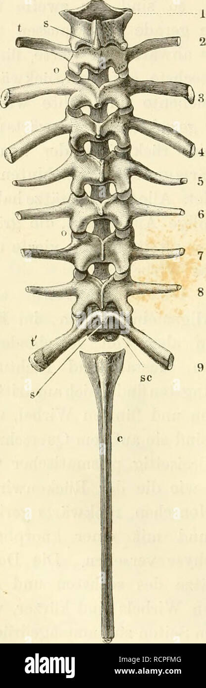 Steissbein hi-res stock photography and images - Alamy