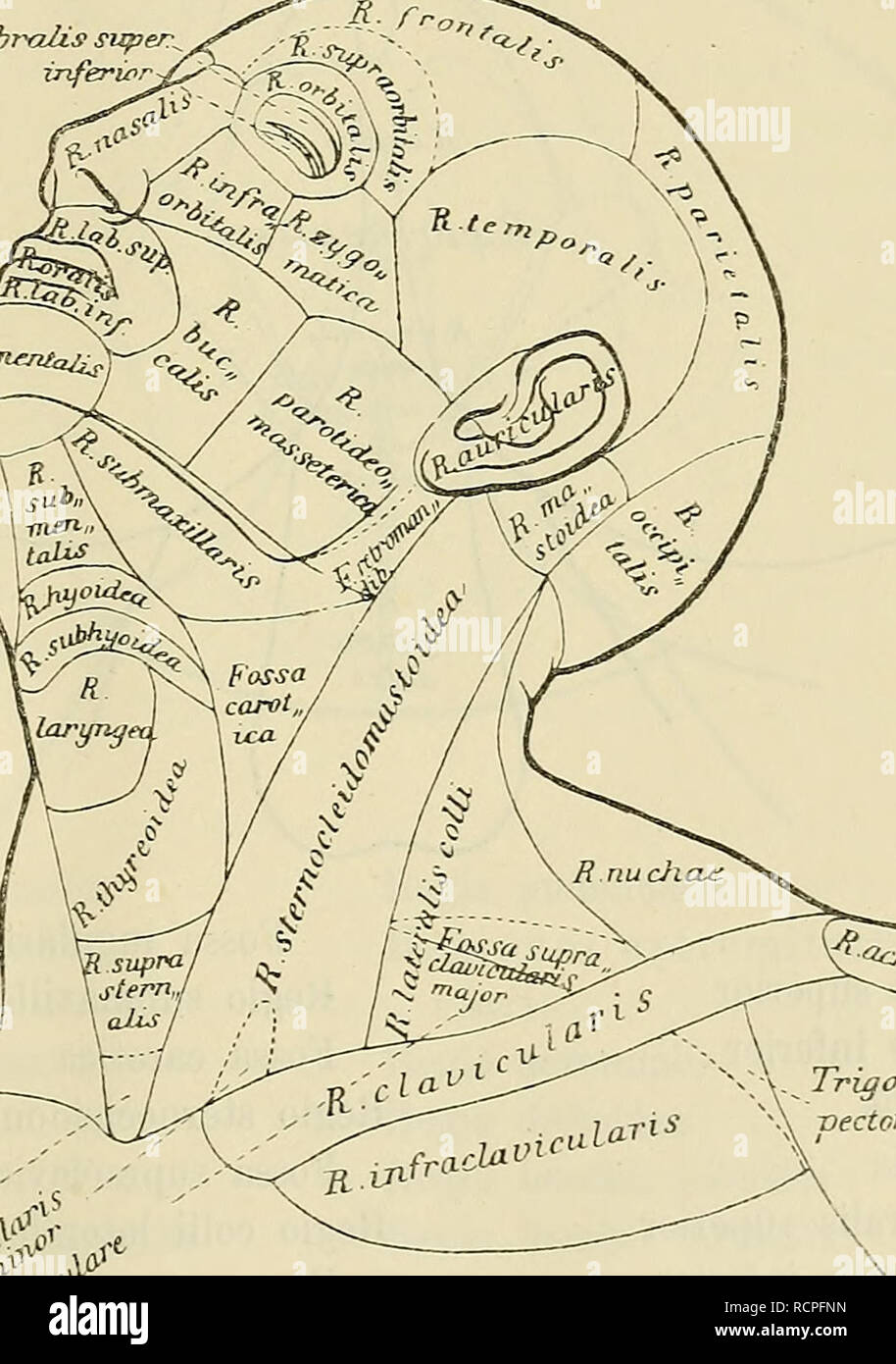Linea anatomica hi-res stock photography and images - Alamy