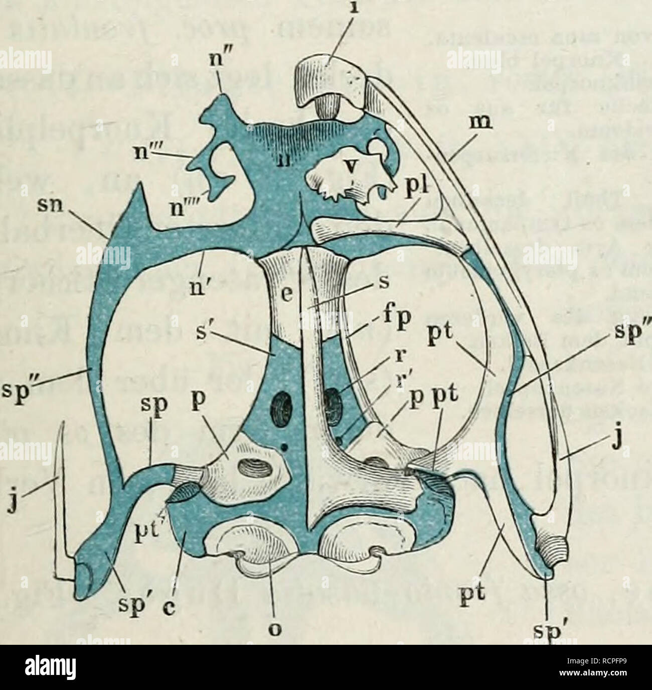 Os palatinum hi-res stock photography and images - Alamy