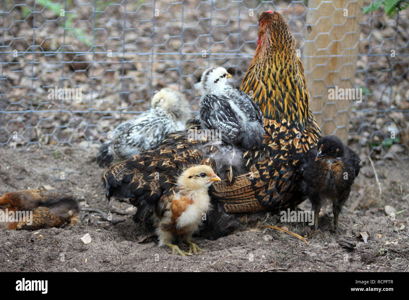 Mother hen and chicks hi-res stock photography and images - Alamy
