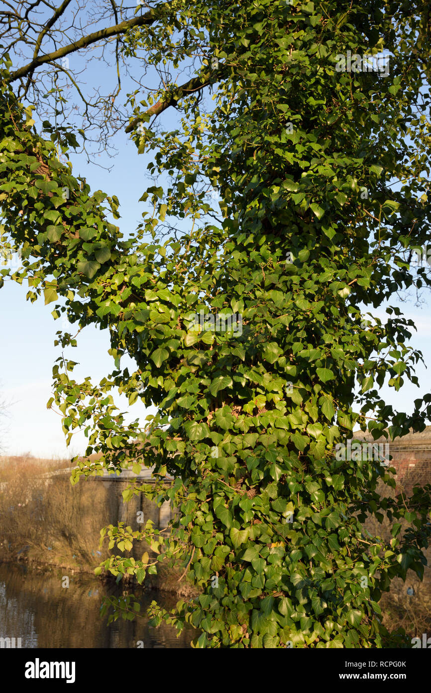 Tree Covered In Common English Ivy In Ramsbottom Lancashire Uk Stock Photo Alamy tree-covered-in-common-english-ivy-in-ramsbottom-lancashire-uk-stock-photo-alamy