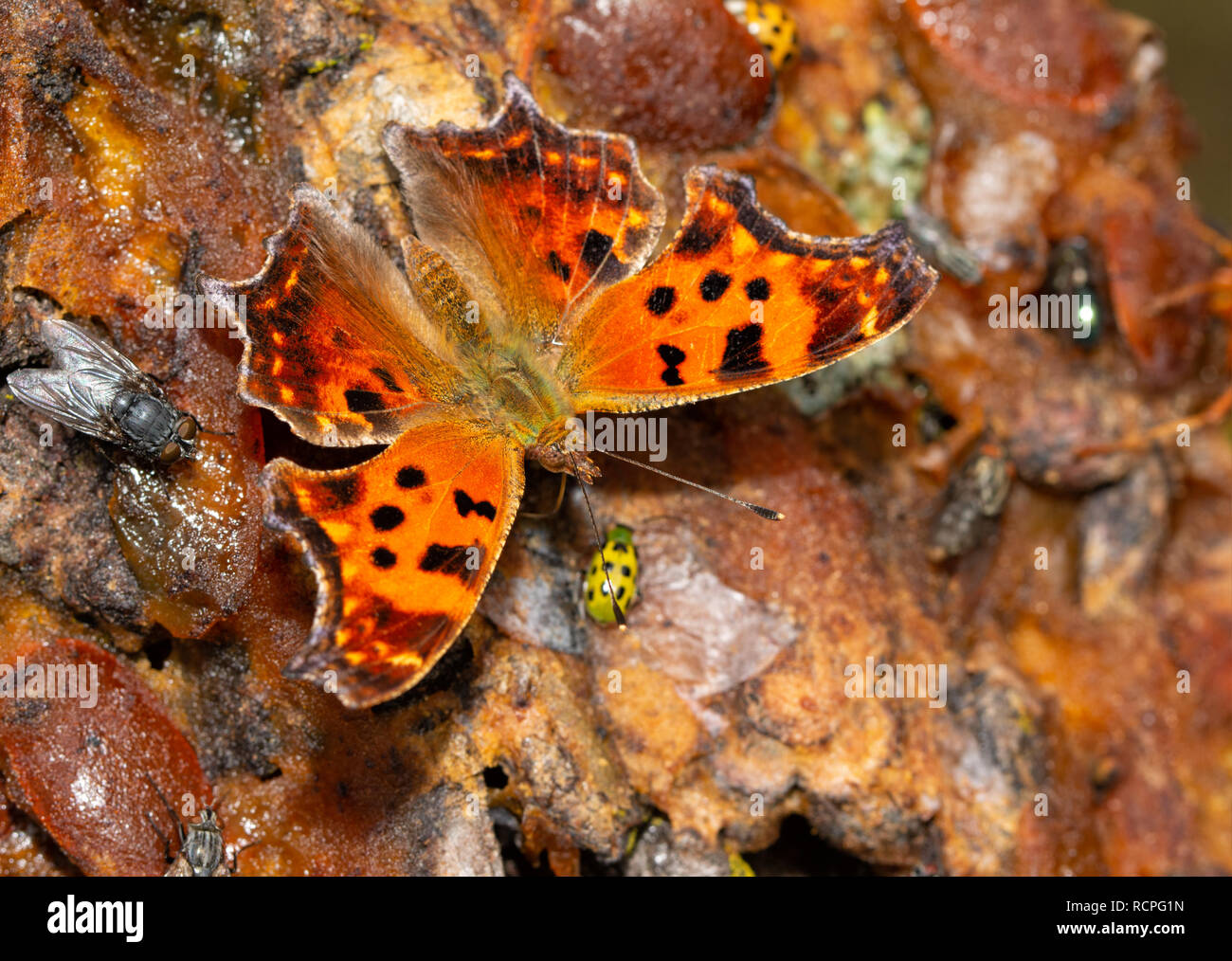 Orange tree sap hi-res stock photography and images - Alamy