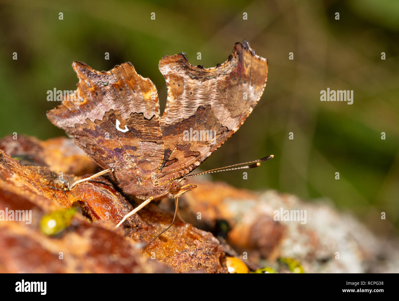 Orange Tree Sap High Resolution Stock Photography and Images - Alamy