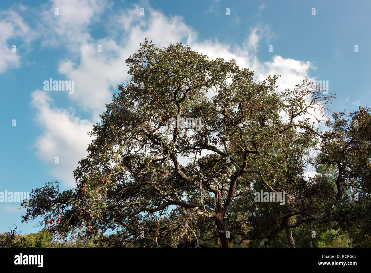 Photo of a tree in the Sintra forest, Portugal Stock Photo - Alamy