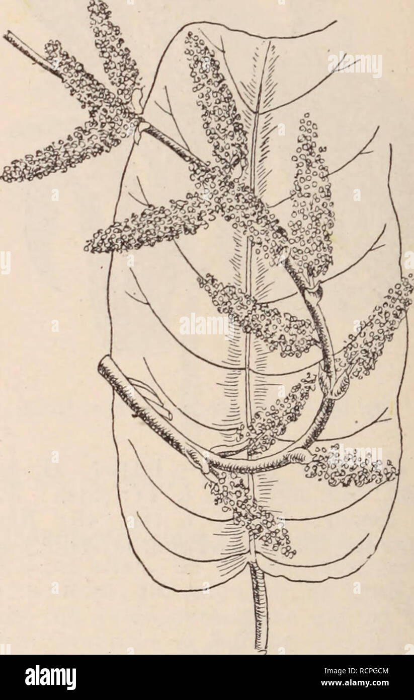 Feuilles palmiers hi-res stock photography and images - Alamy