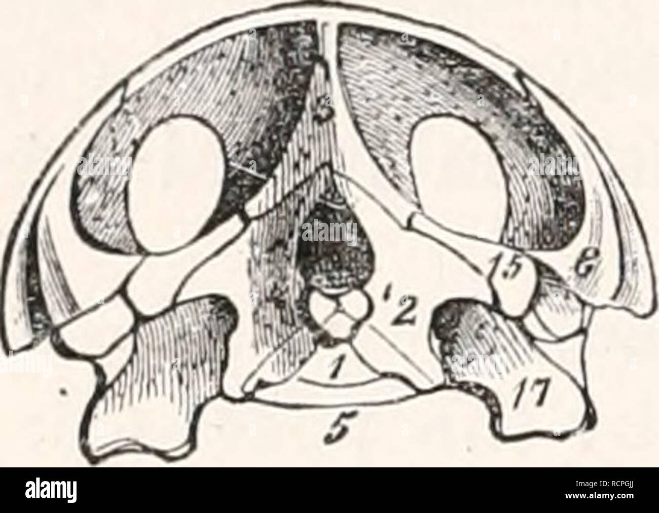 . Elements of comparative anatomy. Anatomy, Comparative. 408 ...