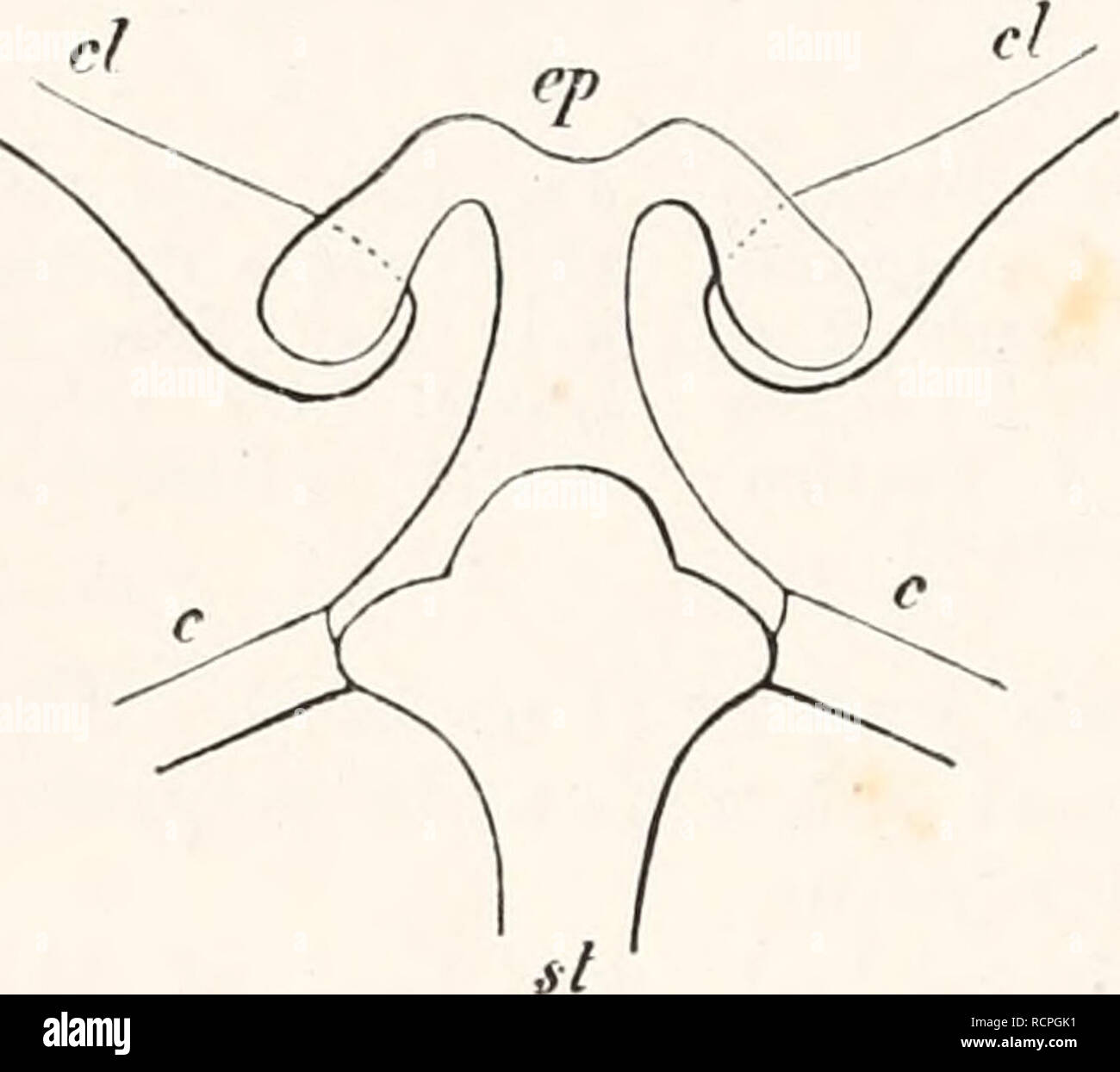 . Elements of comparative anatomy. Anatomy, Comparative. 444 ...