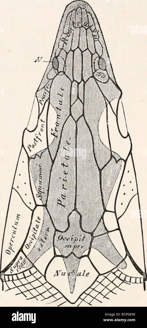 . Elements of comparative anatomy. Anatomy, Comparative. INTEGUMENT OF ...