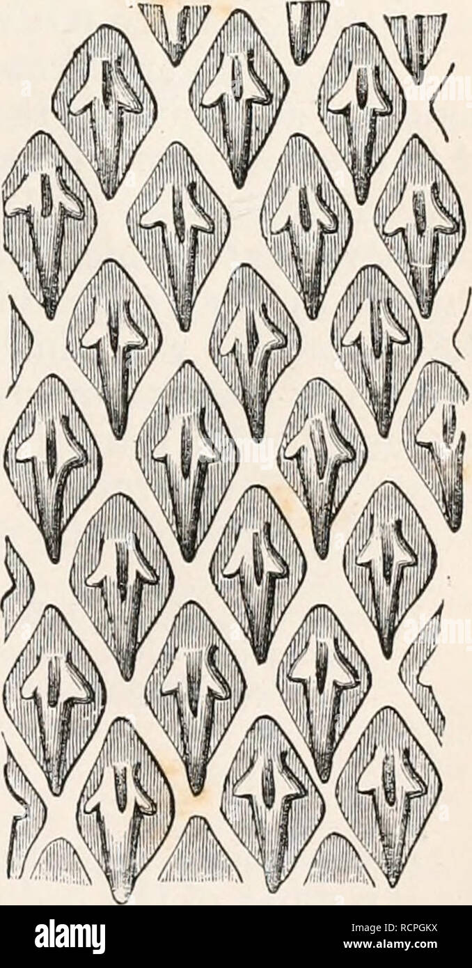 . Elements of comparative anatomy. Anatomy, Comparative. Fig. 218 ...