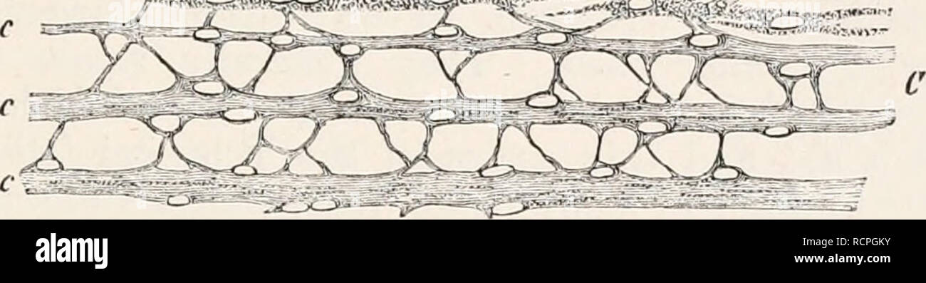 . Elements of comparative anatomy. Anatomy, Comparative. Fig. 218 ...
