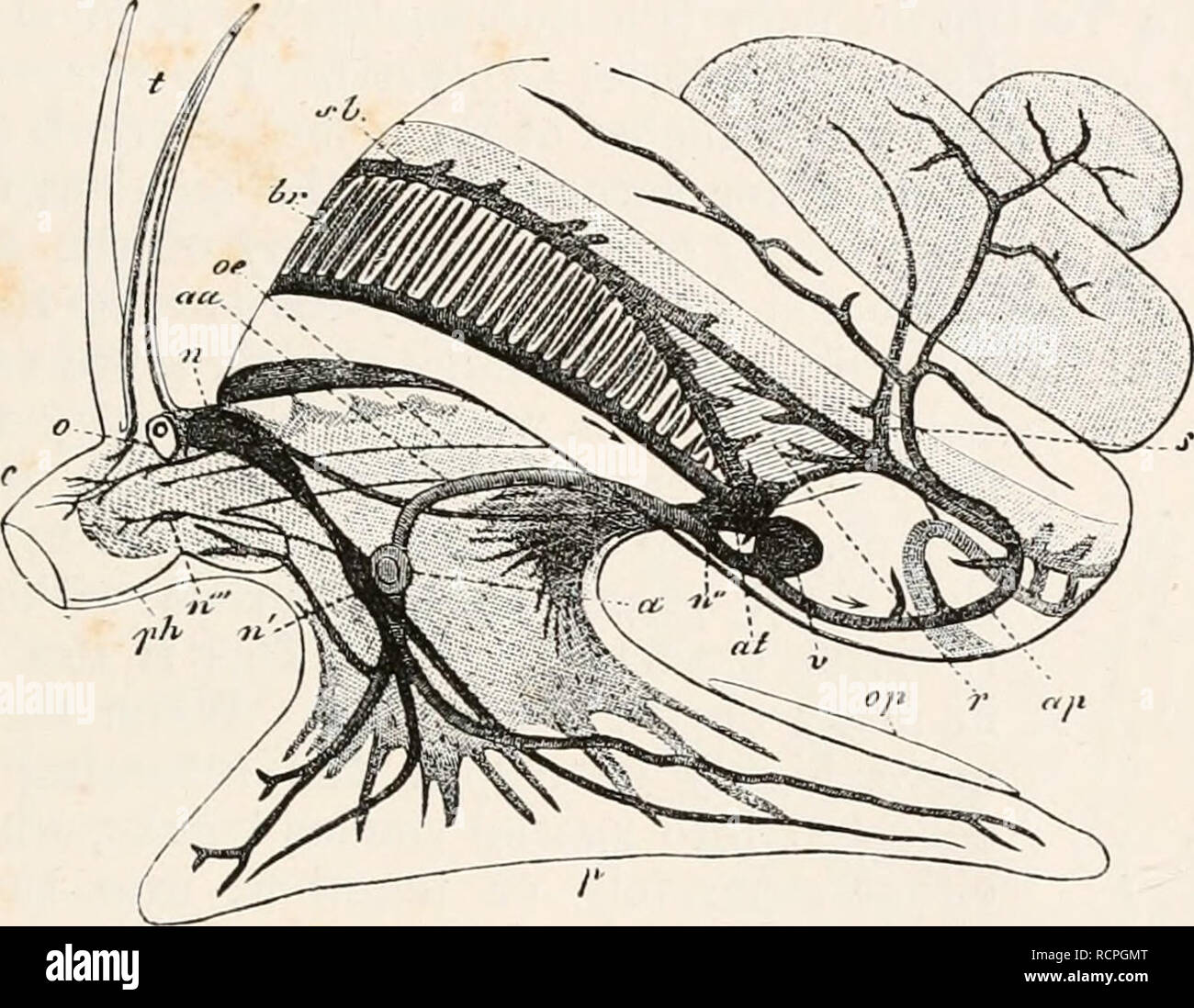 . Elements of comparative anatomy. Anatomy, Comparative. VASCULAE ...